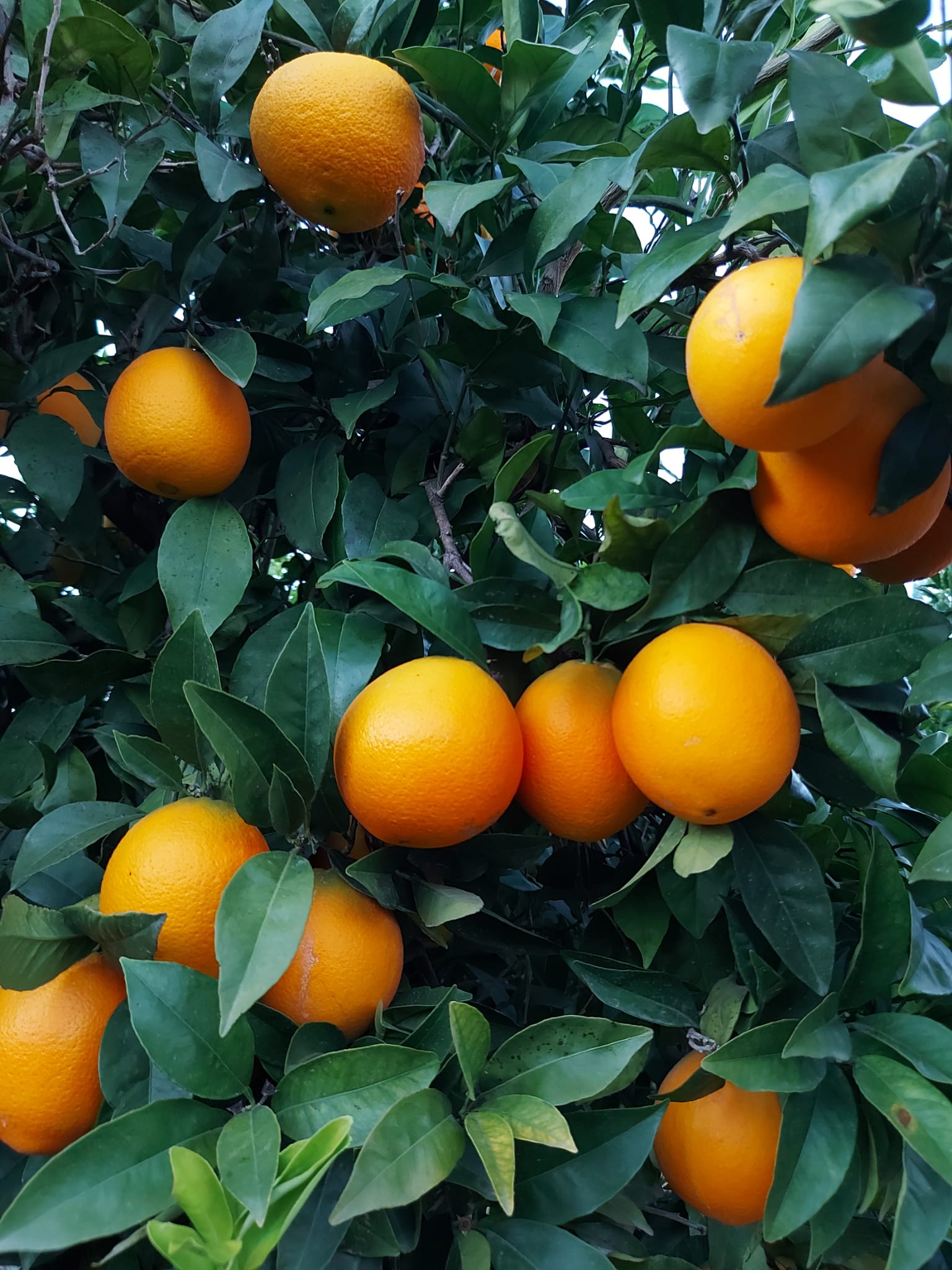 Nueva campaña de naranjas 2021-22 - La huerta del Tío Pepe