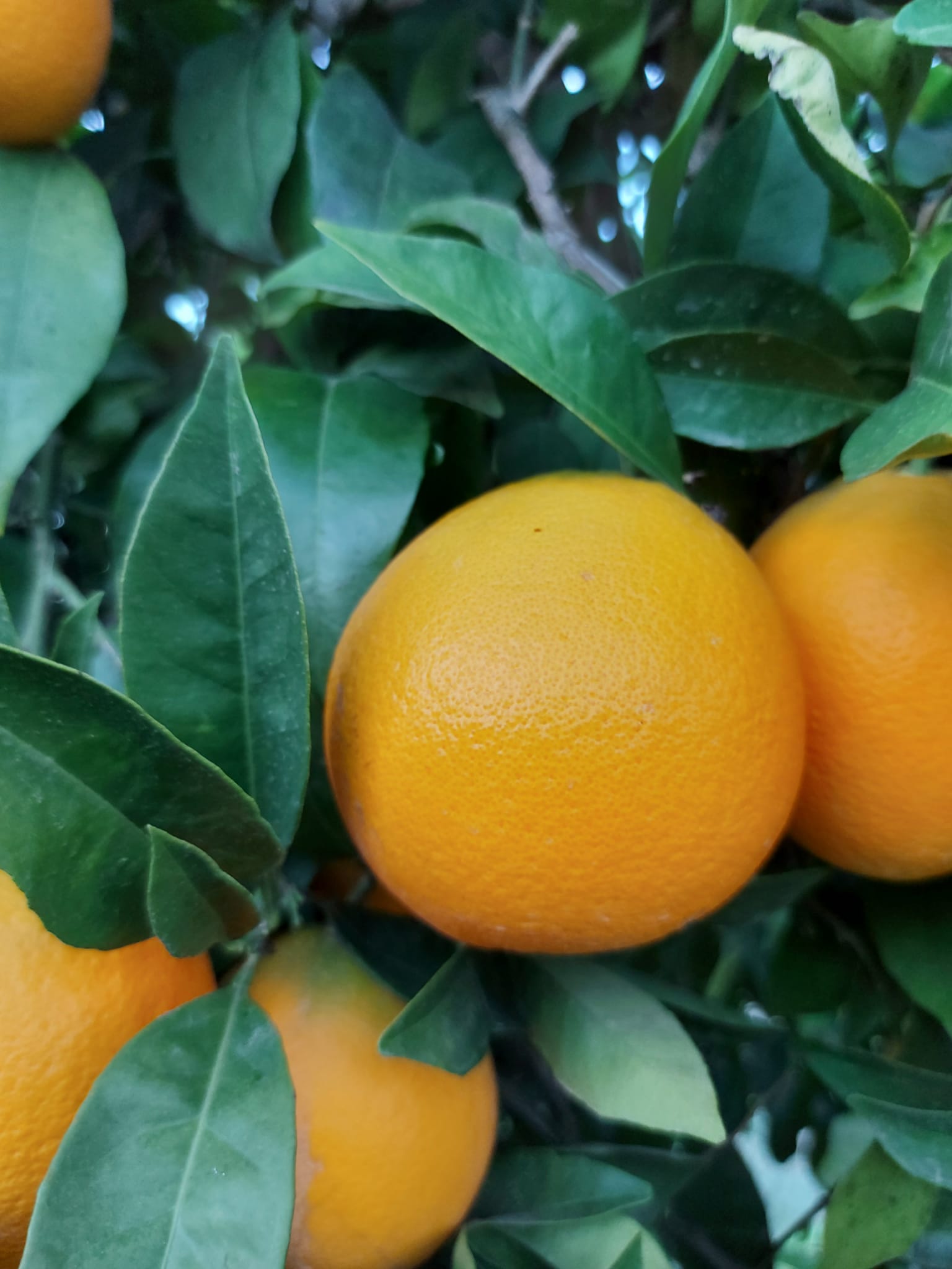 Nueva campaña de naranjas 2021-22 - La huerta del Tío Pepe